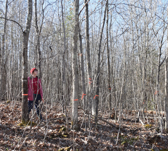 Forest Thinning Techniques for Wildlife Habitat - Grit